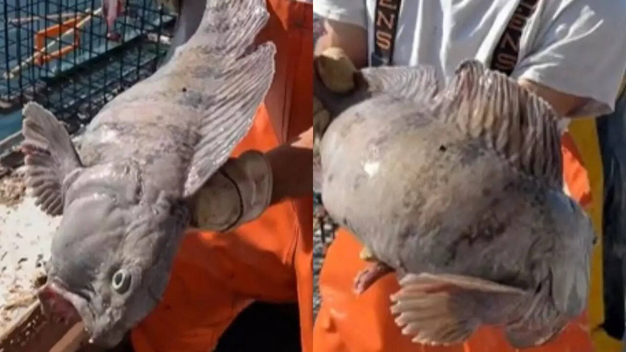 Viral video: Fisherman in the US catch giant wolf fish, creates a buss ...