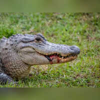 'I heard a scream': Alligator bites Florida man's face in extremely ...