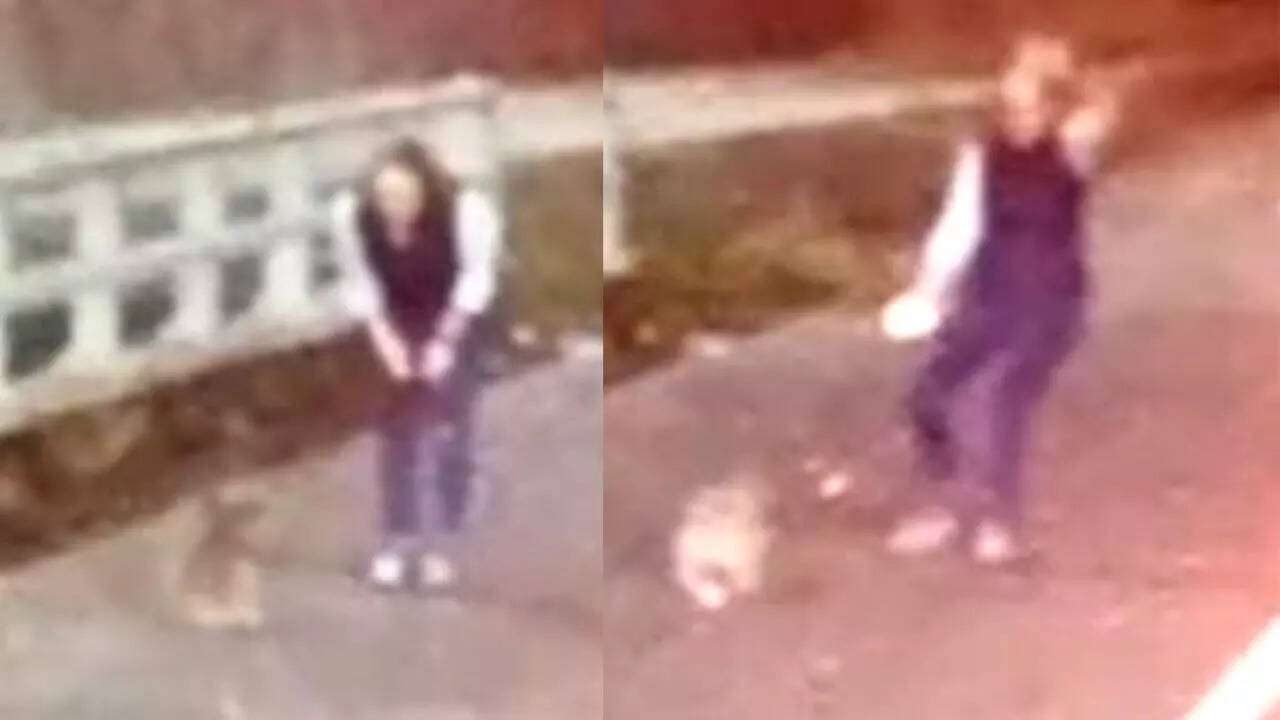 Koala attacks woman in viral video, internet is in utter disbelief | Viral News, Times Now