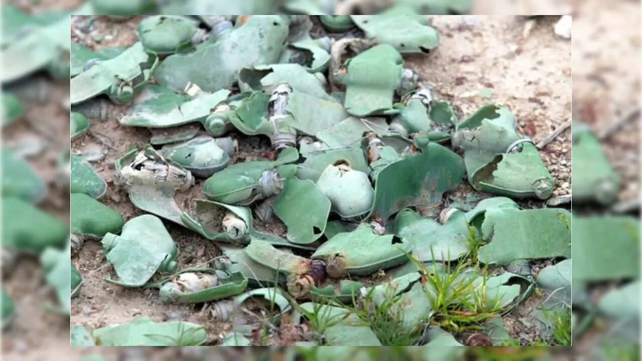 Russia using ‘Butterfly Mines’ in Ukraine says UK report : What are ...