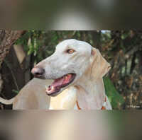 Mudhol Hounds, the 'desi' dog breed PM Modi spoke of, joins SPG squad