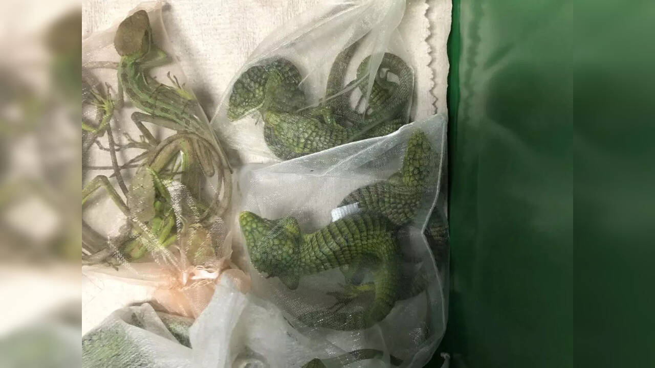 Smuggler hid lizards, snakes among 60 reptiles in his pants to sneak ...