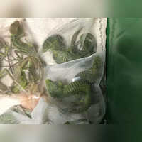 Smuggler hid lizards, snakes among 60 reptiles in his pants to sneak ...