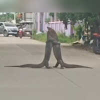 Thailand: Monitor lizards wrestle in the middle of the road, hold up ...