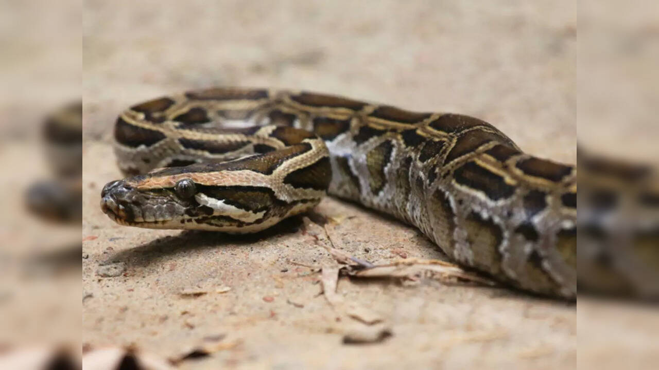 Florida man looking to win python-hunting contest to celebrate arrival ...