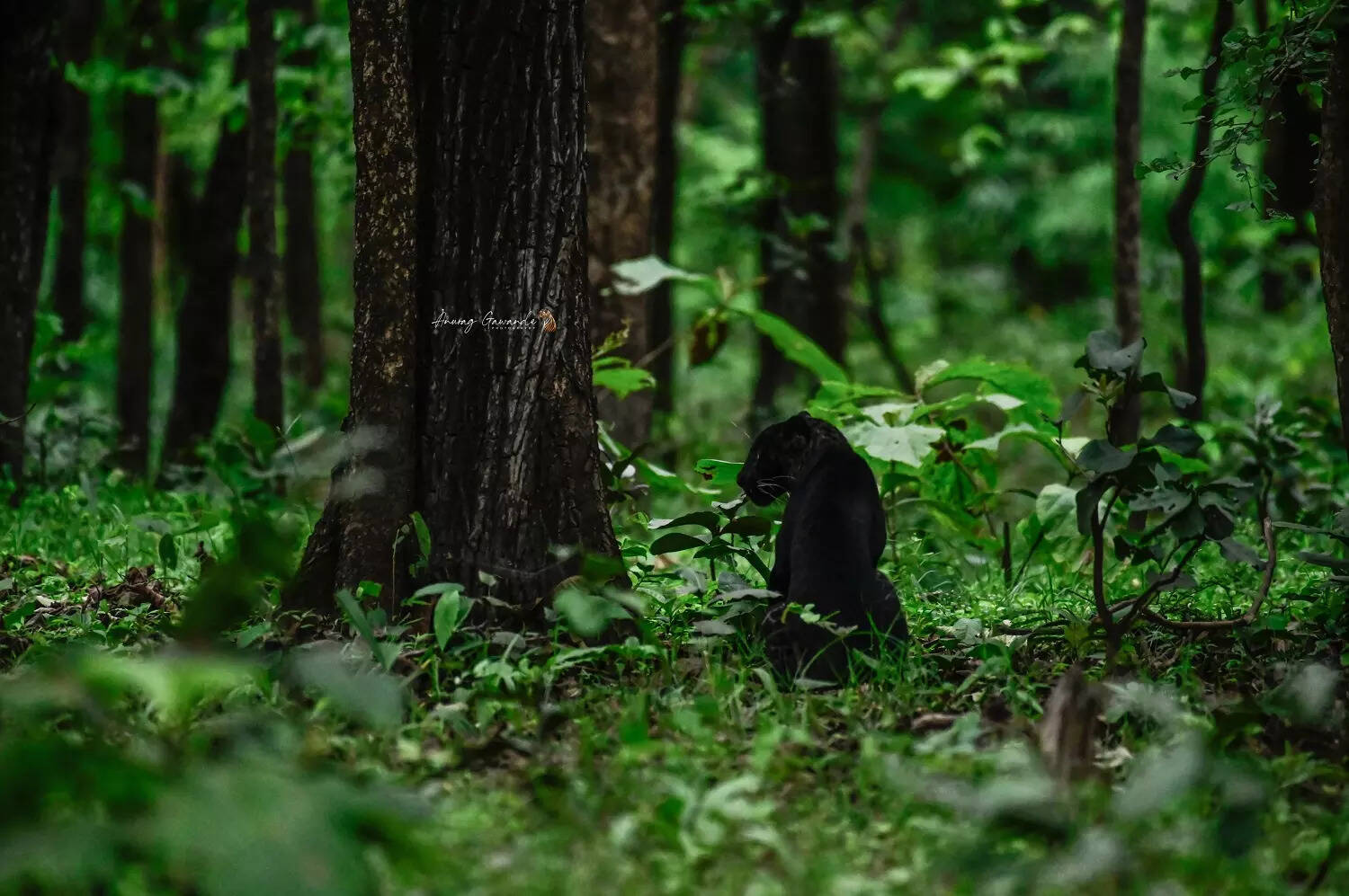 Wildlife photographer Anurag Gawande captures elusive black leopard on ...