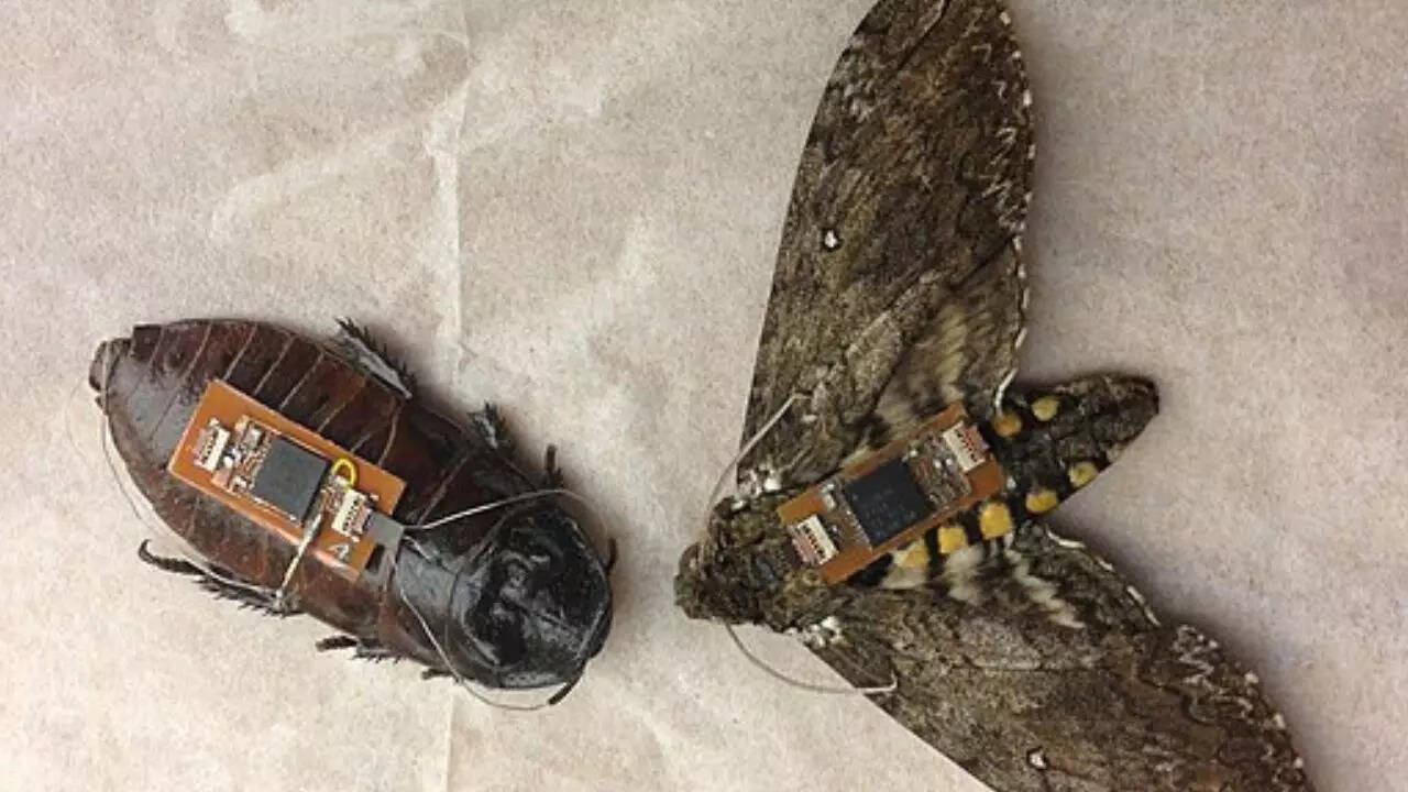 Remote-control cockroaches to help inspect hazardous areas near you ...