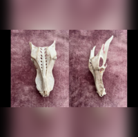 Mysterious 'dragon skull' found in sand on UK beach