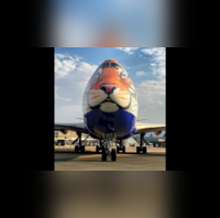 Specially customised tiger-faced B747 jumbo jet to bring 8 cheetahs ...