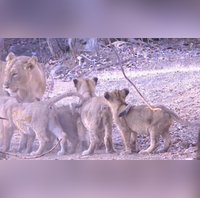 Gir National Park turns 57; 'WildLense' shares clip documenting a pride ...