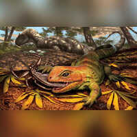 The Rhynchocephalians: Prehistoric reptile fossils discovered that are ...