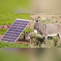 Telangana man sets up solar-powered light to graze donkeys in the dense ...