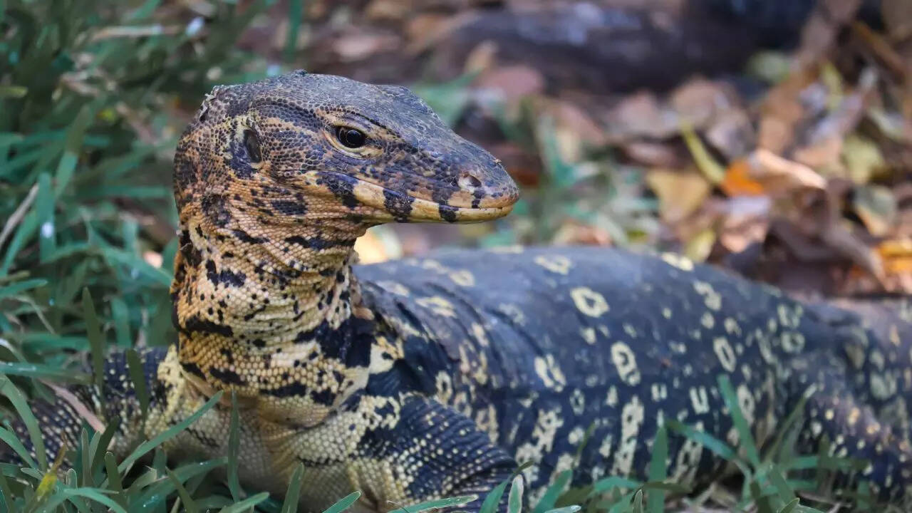 Young cold-blooded animals are suffering the most as Earth heats up ...