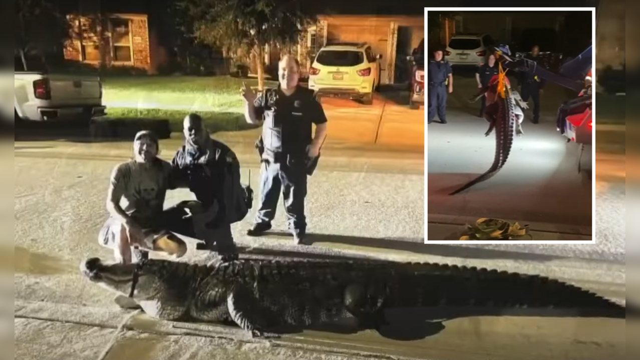 Gator so big and heavy, tow truck called in to lift it off the road ...