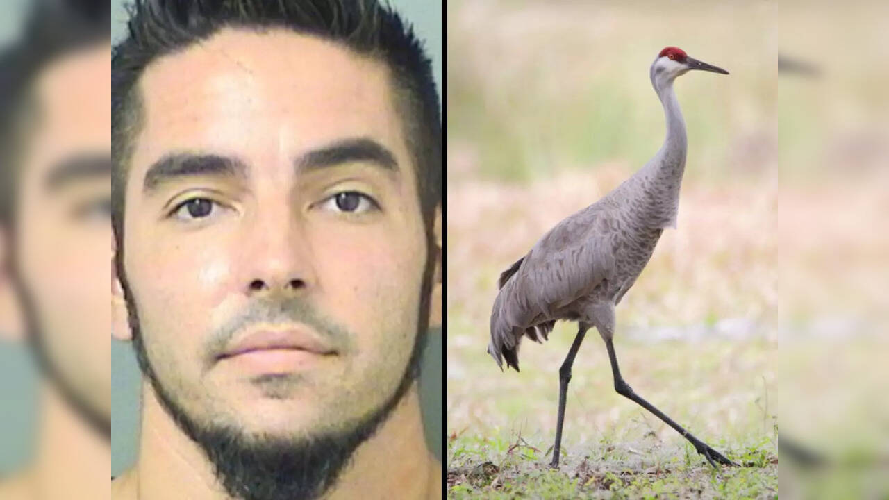 Florida man chases bird, offers its feathers to stranger