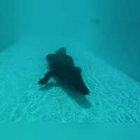 12-foot alligator takes the last swim at US water park to close out ...