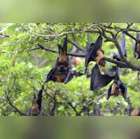 Khosta-2: Scientists warn Russian bat virus could infect humans ...
