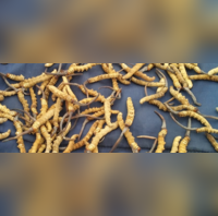 Himalayan Viagra, the world's costliest aphrodisiac sees a surge in ...