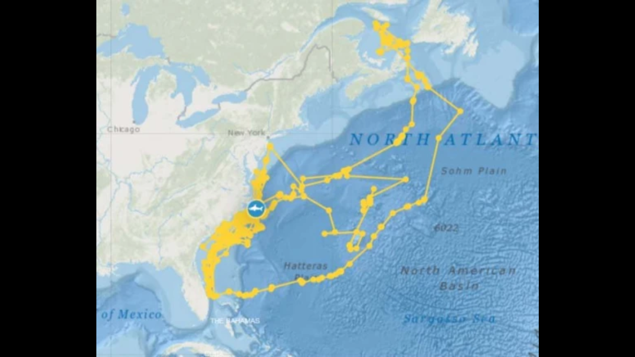 13-foot great white shark uses GPS tracking to draw 'self-portrait'