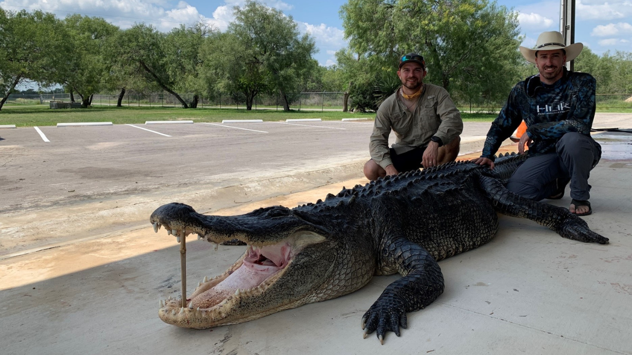 Hunters catch 'monster' 14-foot alligator in Texas, netizens calls it ...