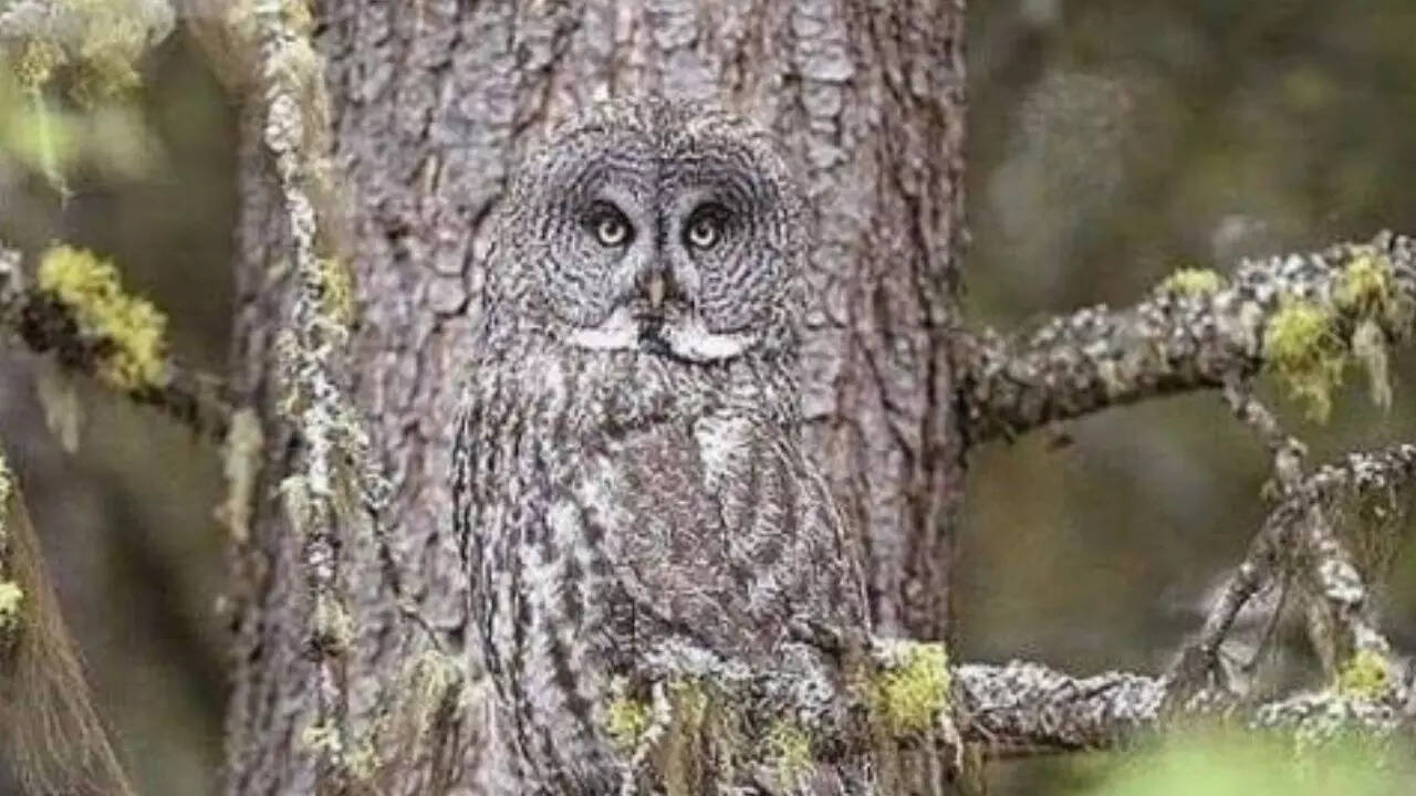 Picture of owl camouflaged in the wild stuns people online. Here's what ...