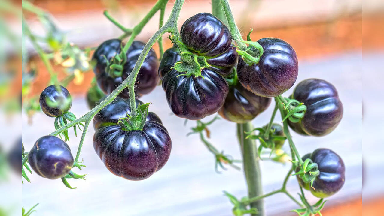 Genetically-modified purple tomatoes packed with high-level ...