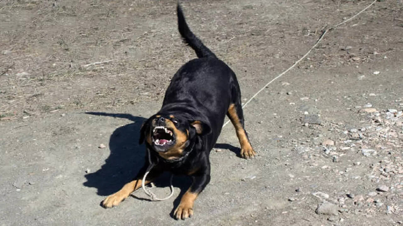 What Cities Ban Rottweilers