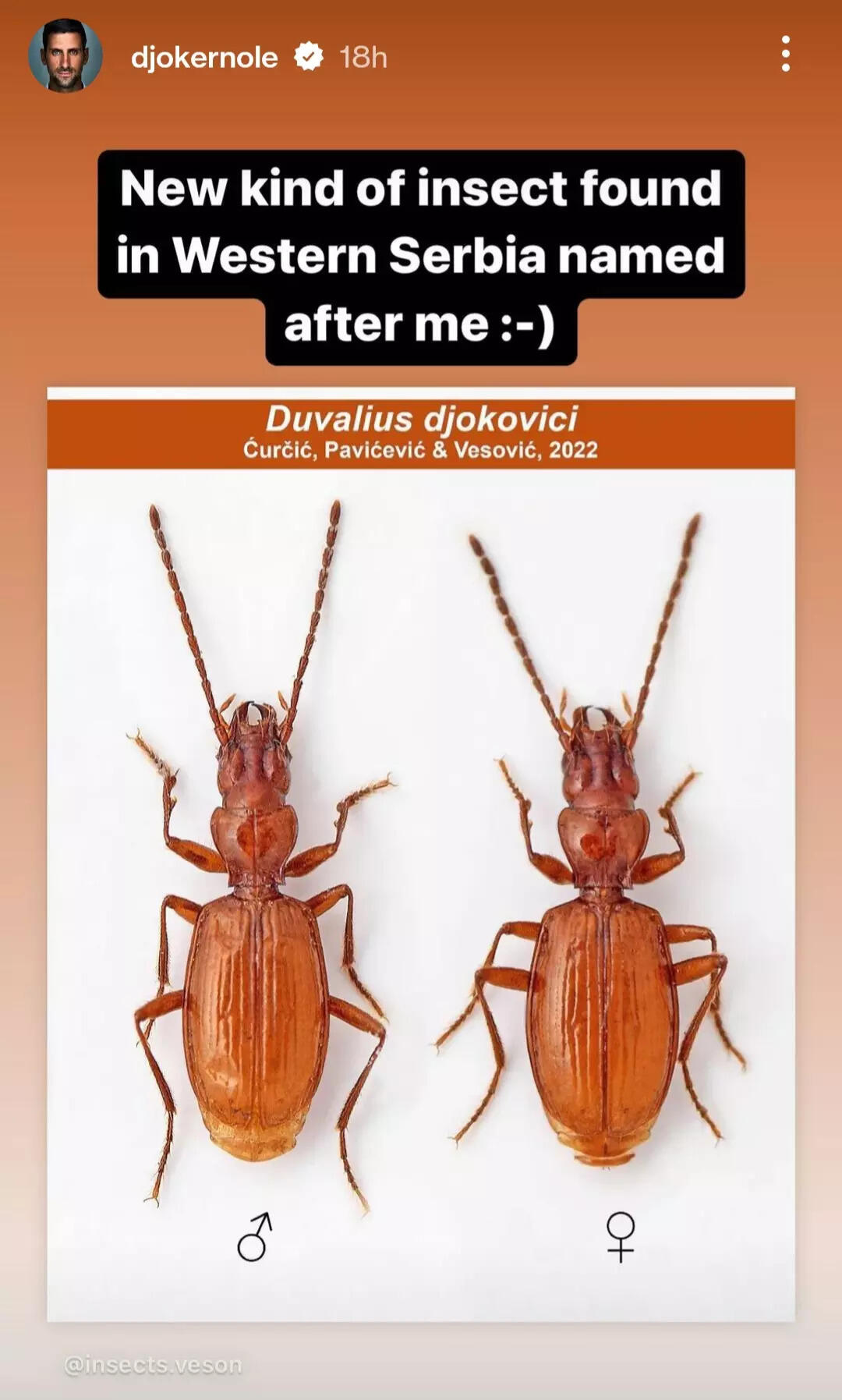 Balkan bug: Serbia names insect after tennis ace Novak Djokovic ...