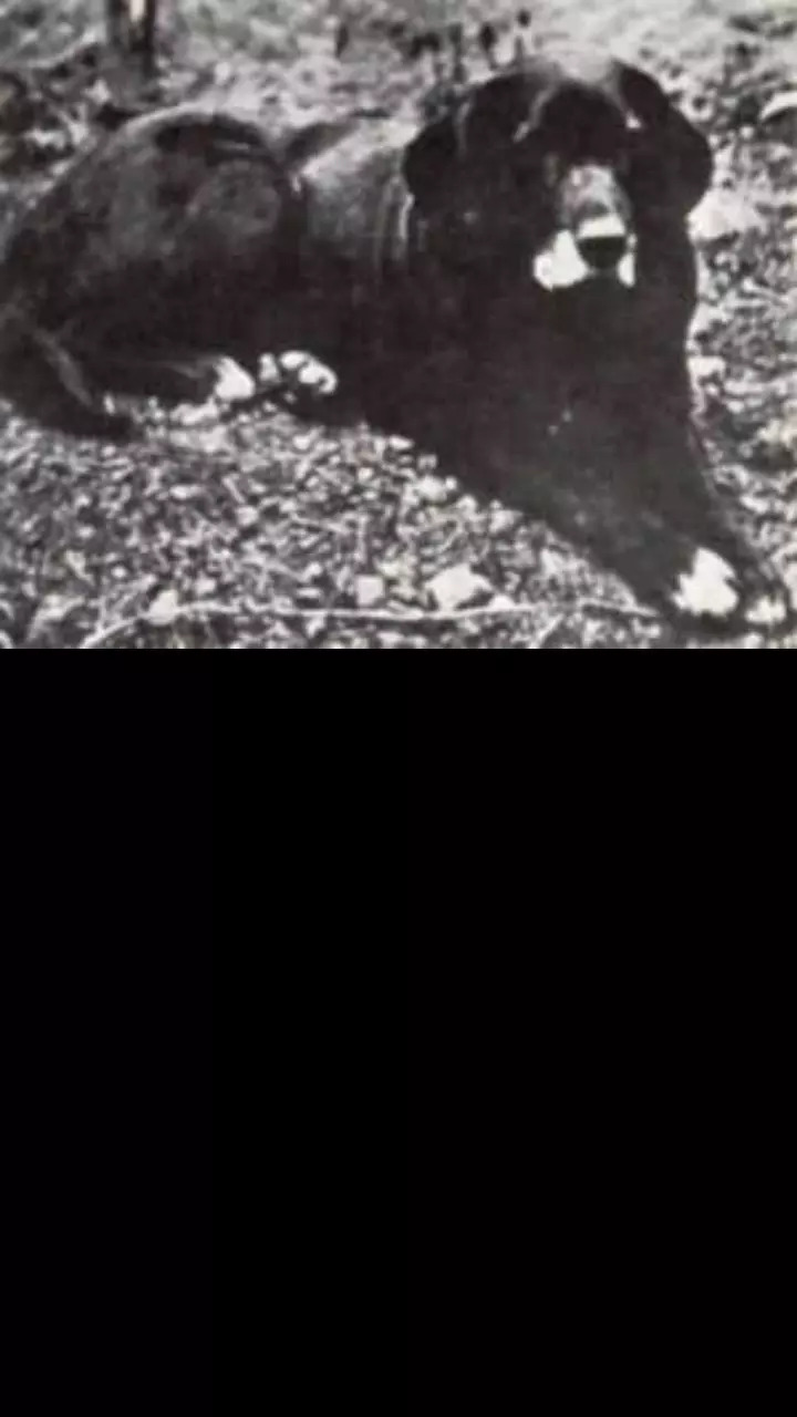 Extinct dog breeds: Good boys that went to heaven