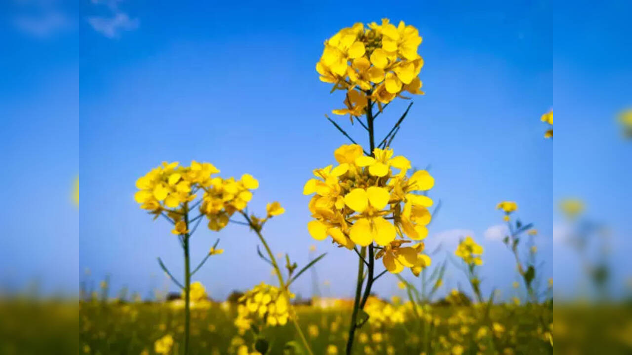 India’s 1st transgenic food crop GM Mustard, step towards self ...