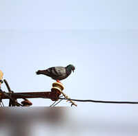 Mysterious disease turns British pigeons into 'zombies’, twists their neck