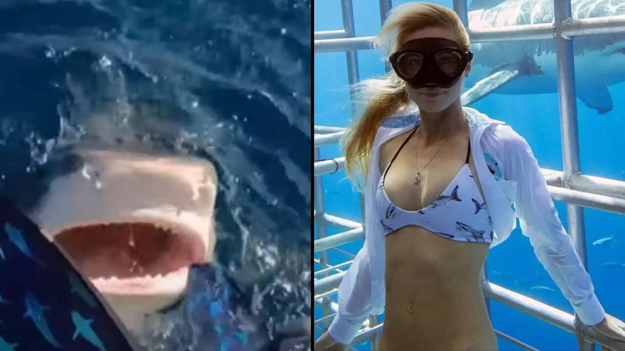 Viral video: Marine scientist nearly jumps into tiger shark's mouth to prove it's 'not a monster'