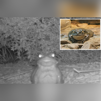 People in the US are licking this toad and the National Parks Service ...