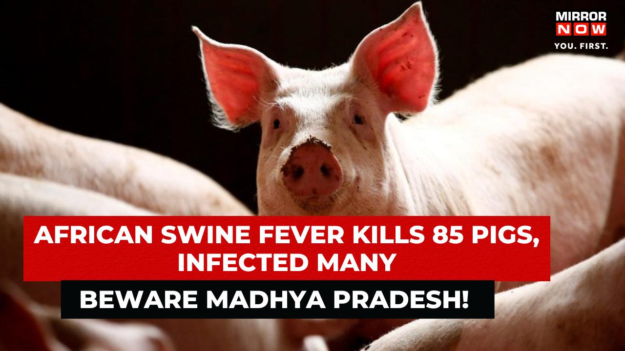 African swine fever grips Madhya Pradesh's Katni, mass death of pigs in ...