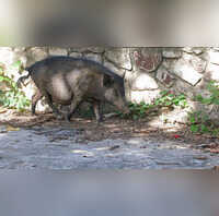 African swine fever grips Madhya Pradesh's Katni, mass death of pigs in ...