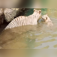 Two-month-old white tiger, 'Singham', released in Bhilai's Maitri Bagh Zoo