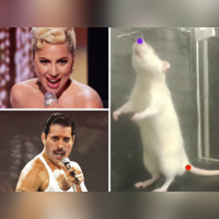 Rats have rhythm | All we hear is Lady Gaga: Researchers find rats have ...