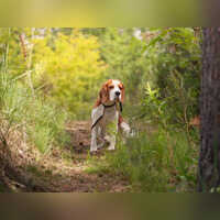 Karnataka: Pet dog helps find owner lost deep in forest in Shivamogga ...