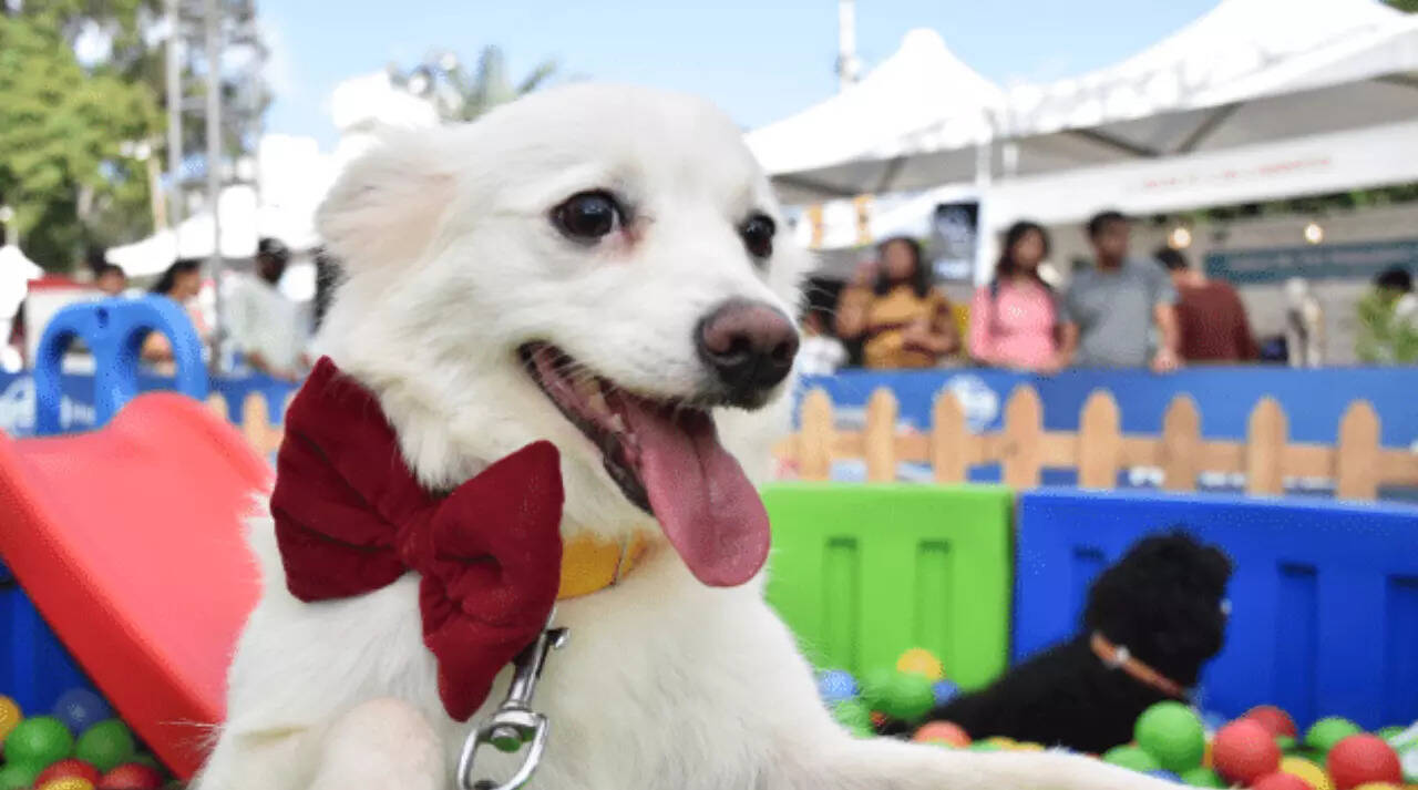 Pet lovers, get ready; India's biggest pet carnival is happening this ...