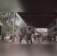 Elephant attacks mahout during Kerala couple's wedding photoshoot ...