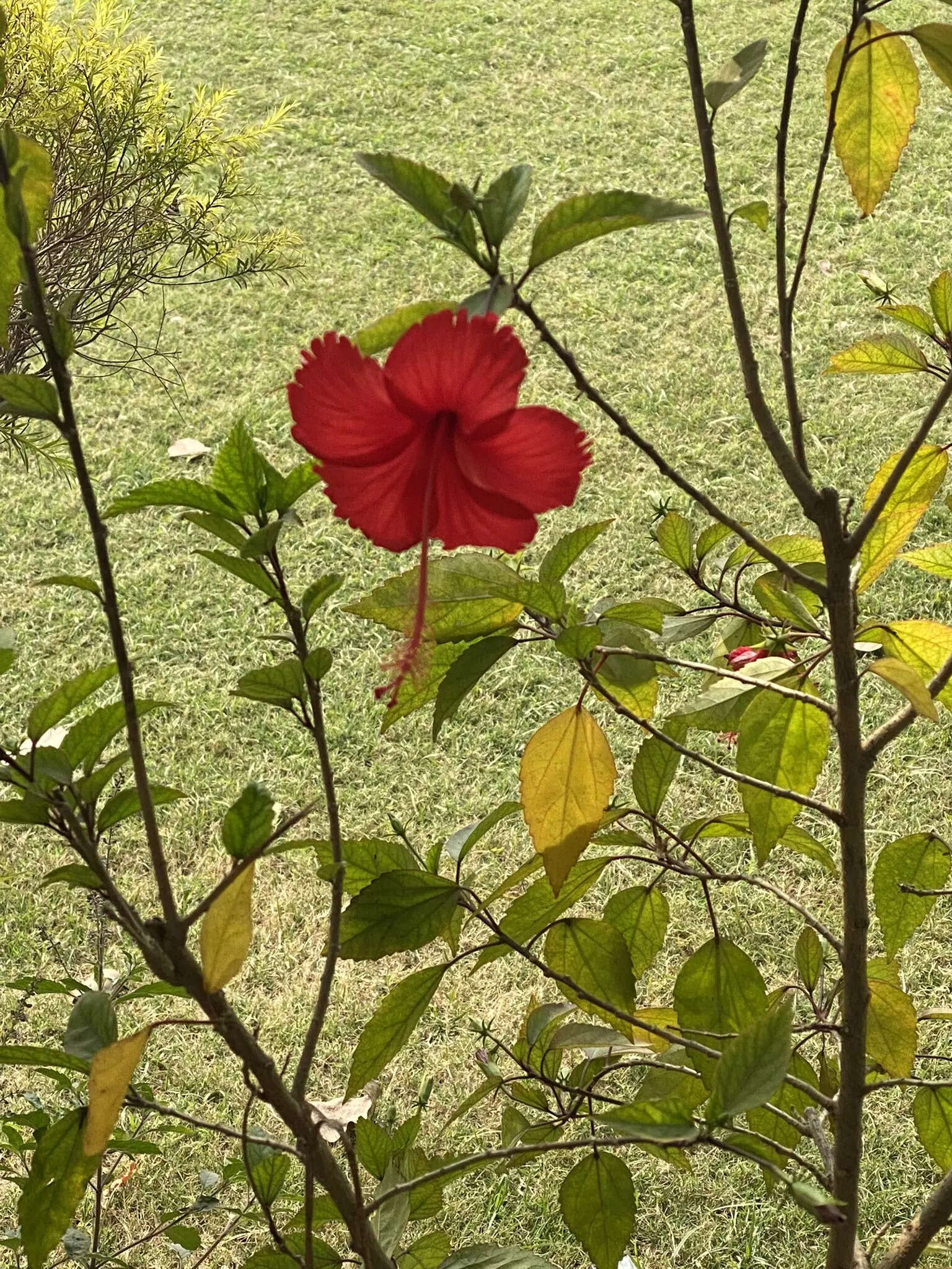 why-we-must-have-a-cup-of-hibiscus-tea-every-day-antiviral-heart
