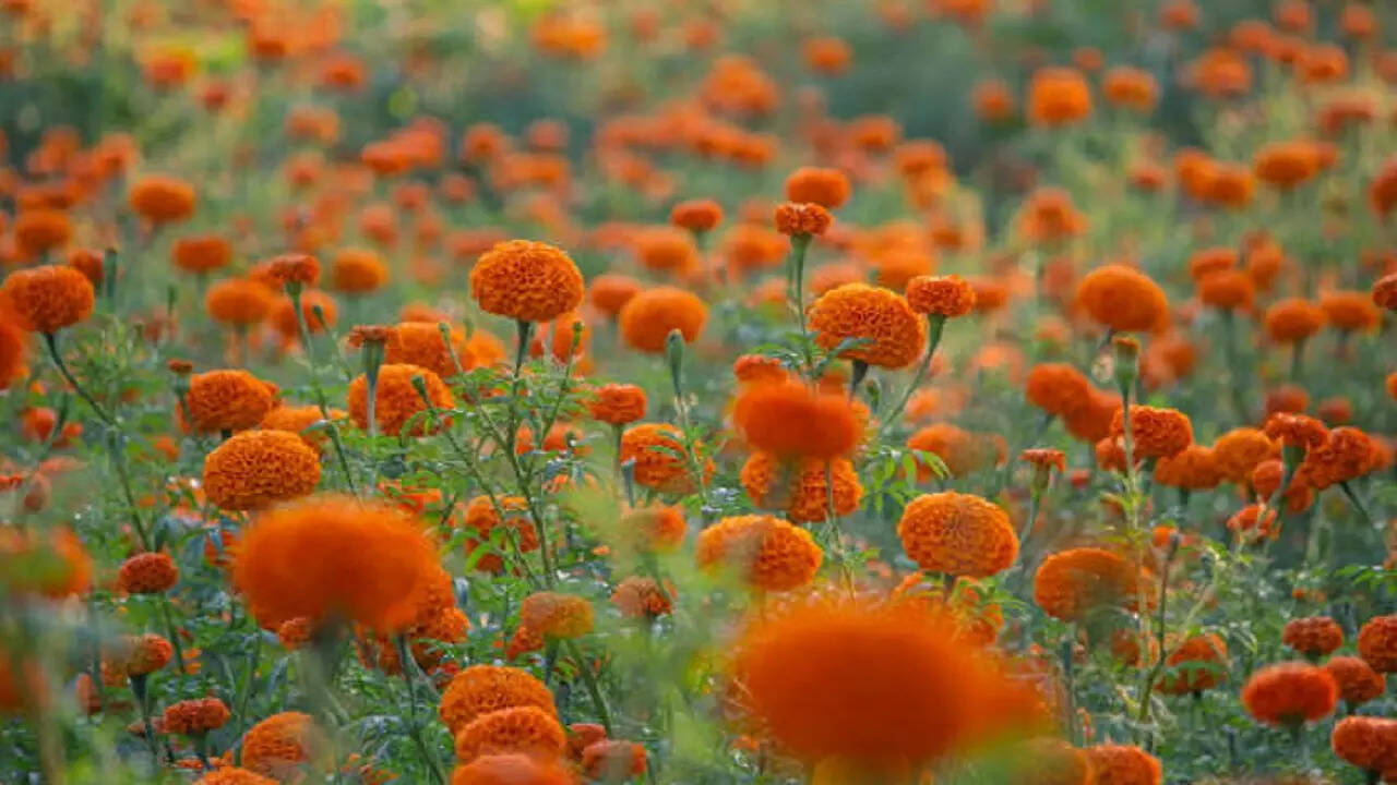 Power of Flowers: Six Indian flowers that holds both spiritual and ...