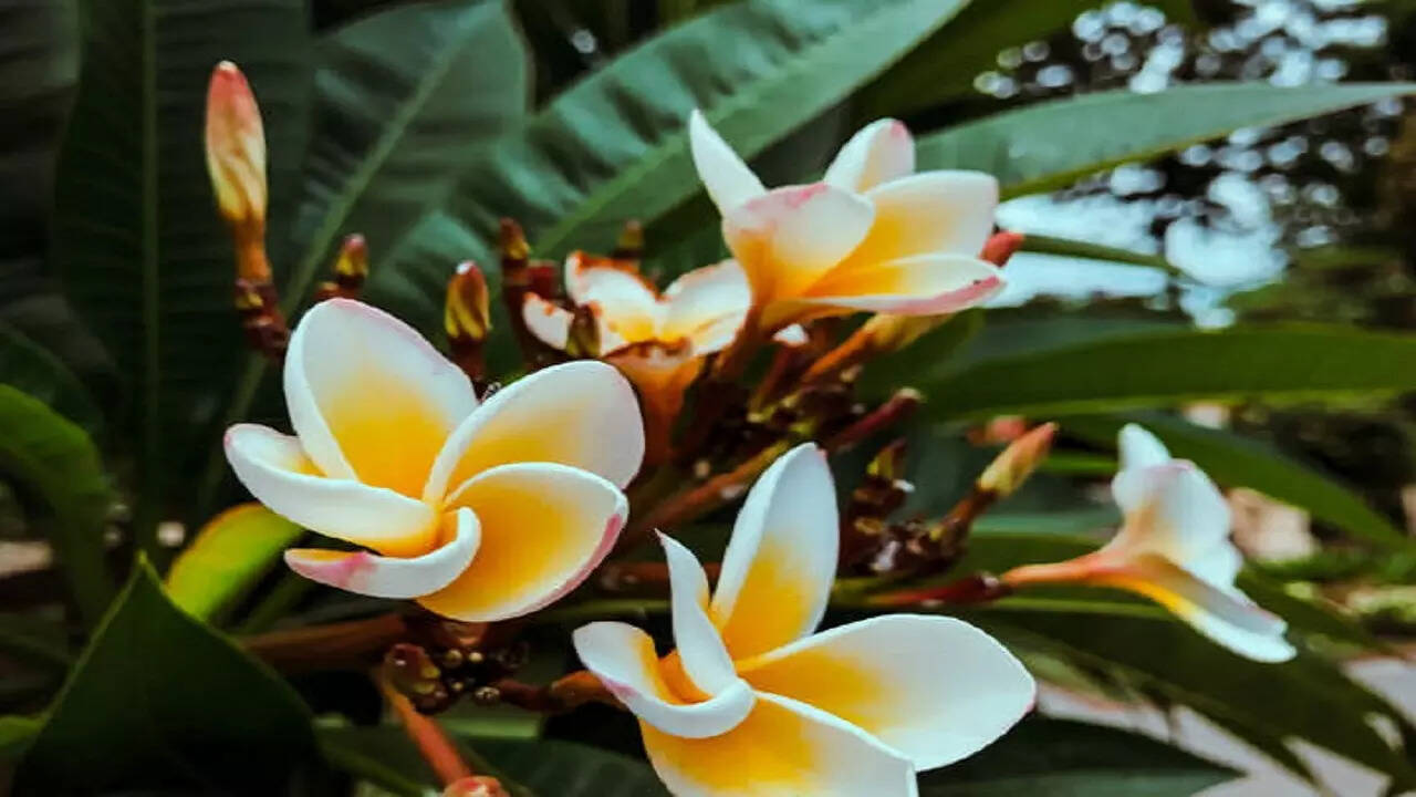 Power of Flowers: Six Indian flowers that holds both spiritual and ...