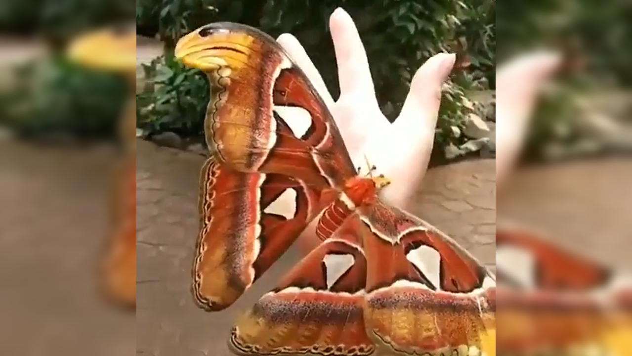 Viral video: This giant-sized moth is real and it is reminding netizens ...