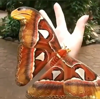 Viral video: This giant-sized moth is real and it is reminding netizens ...