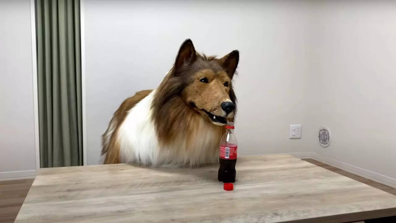 Japanese man who became dog for Rs 12 lakh is worried his friends will ...