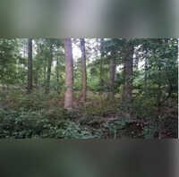 Optical illusion: Find the hidden fox in the image in just 15 seconds ...