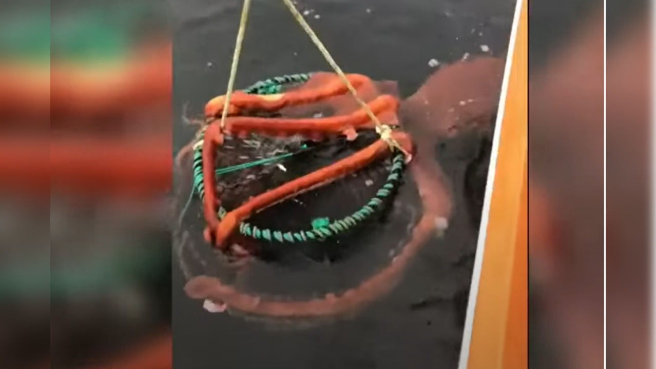 Size matters: Woman's accidental video of giant octopus being reeled ...