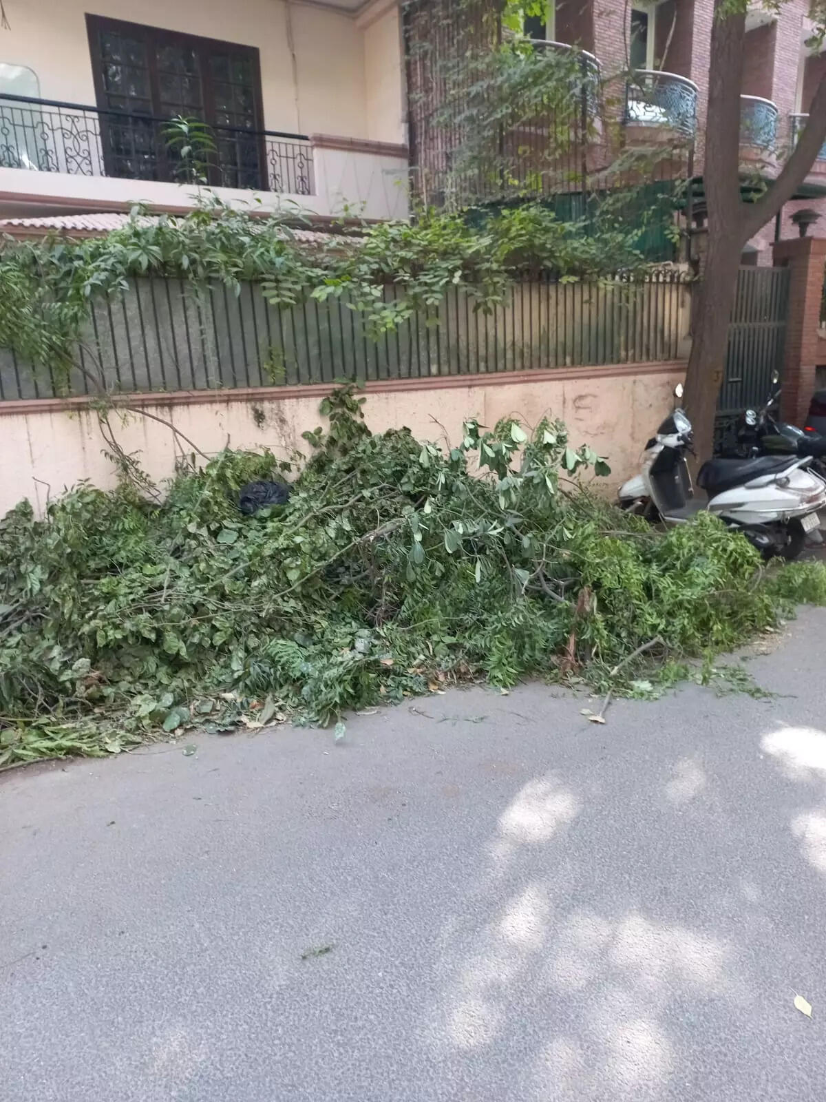 'Crime against environment': Delhi's Vasant Vihar residents fume over ...