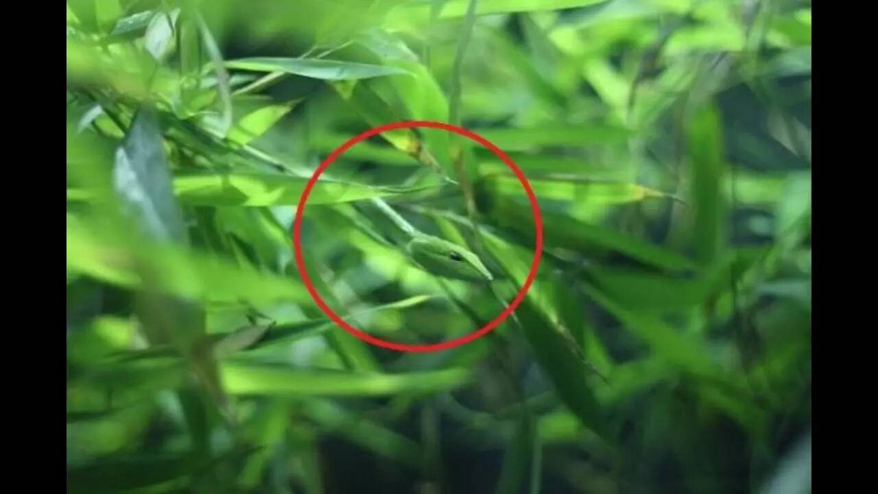 Optical Illusion: Optical illusion: Spot the snake hiding in the image ...